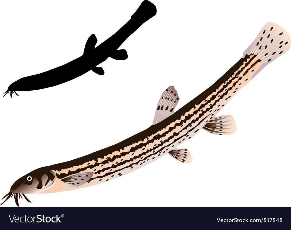 Loach Royalty Free Vector Image - VectorStock
