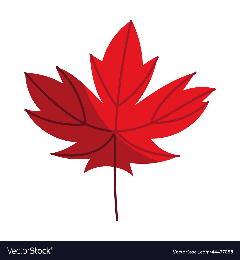 Red maple autumn leaf Royalty Free Vector Image