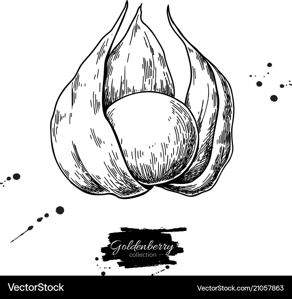 Physalis fruit drawing golden berry sketch Vector Image