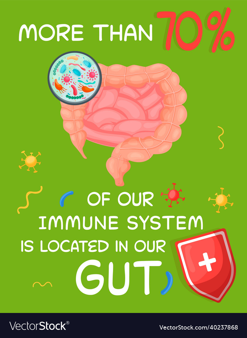 More Than 70 Percent Of Our Immune System Vector Image