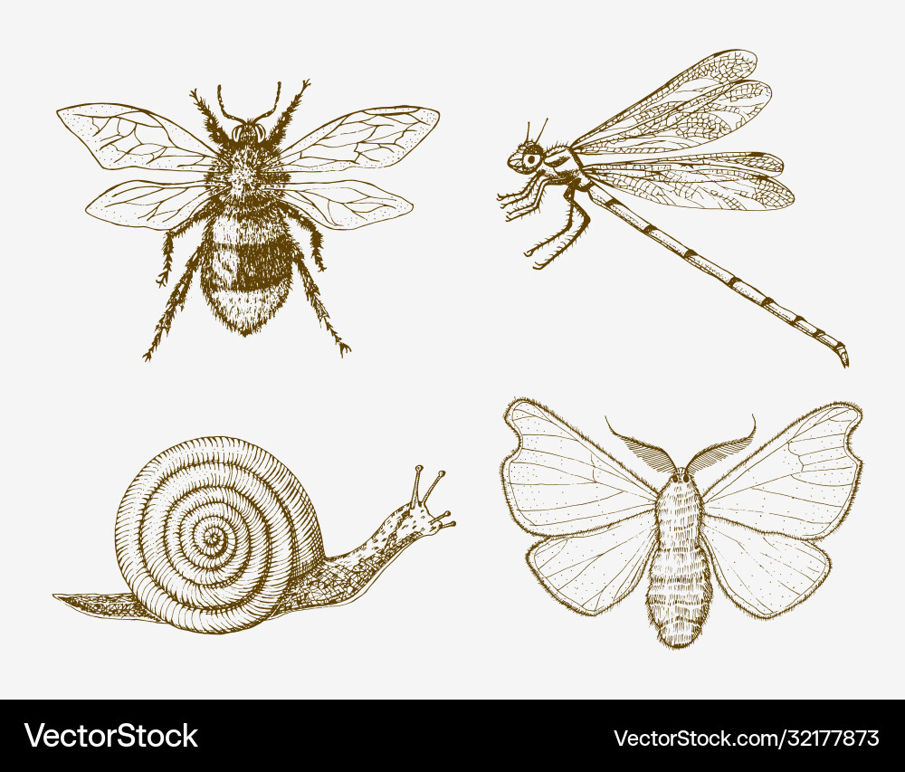 Snail bee dragonfly butterfly insects bugs Vector Image