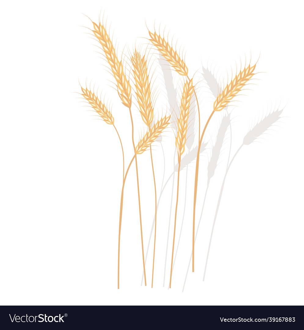 Wheat stock rye Royalty Free Vector Image - VectorStock