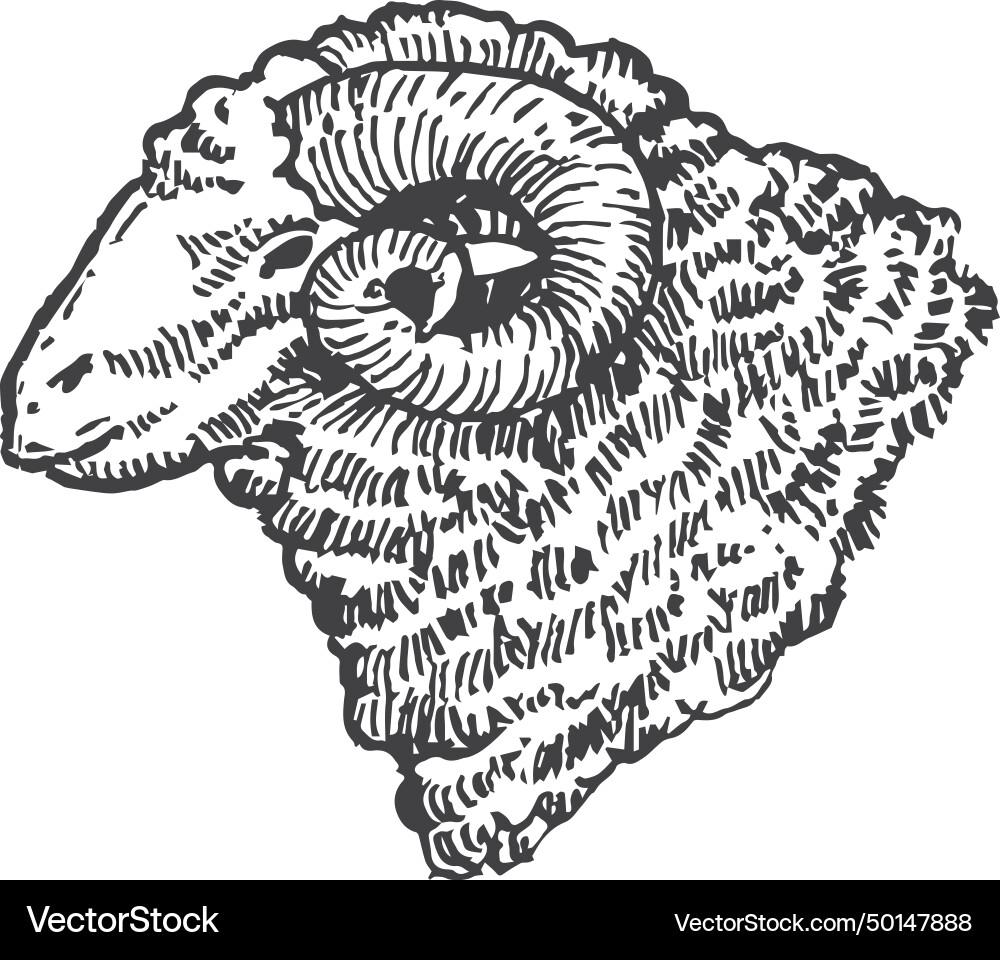 Adult ram hand drawn cattle Royalty Free Vector Image