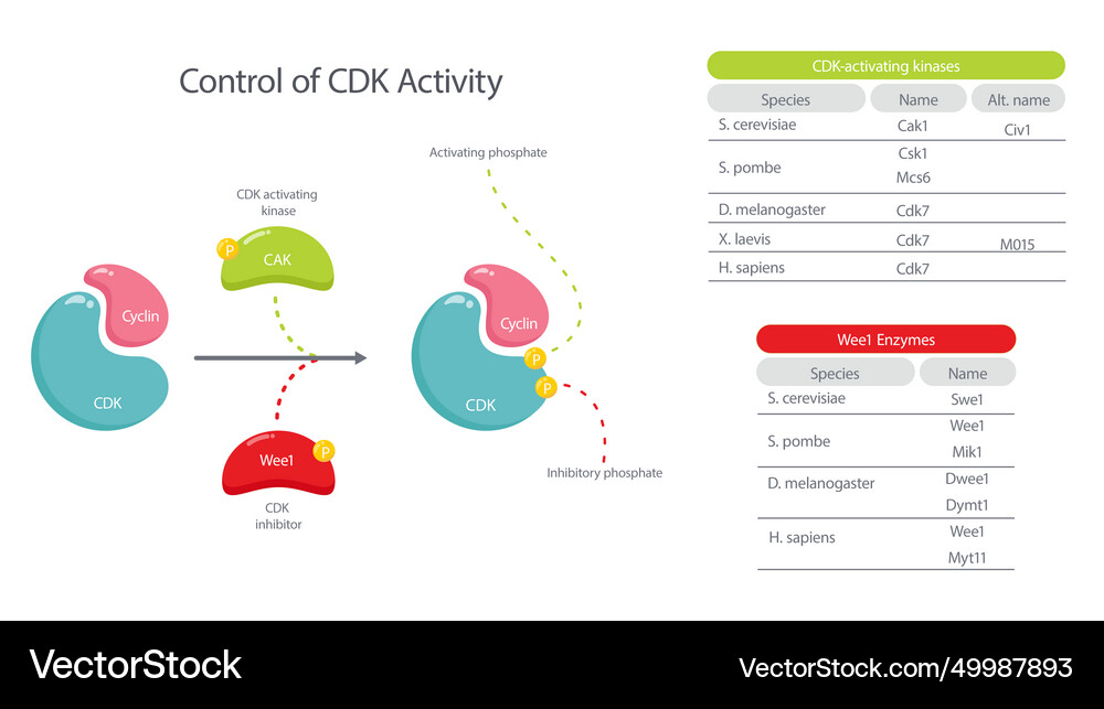 Control of cdk activity in the cell cycle Vector Image