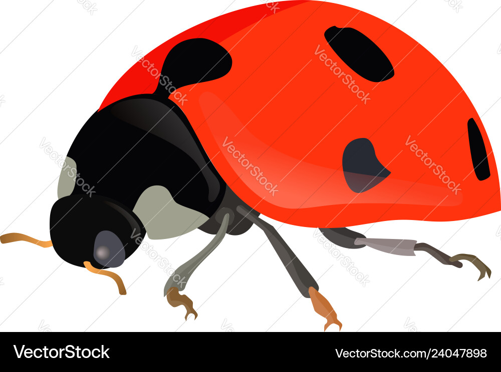 Red ladybugs ladybird isolated on white Royalty Free Vector