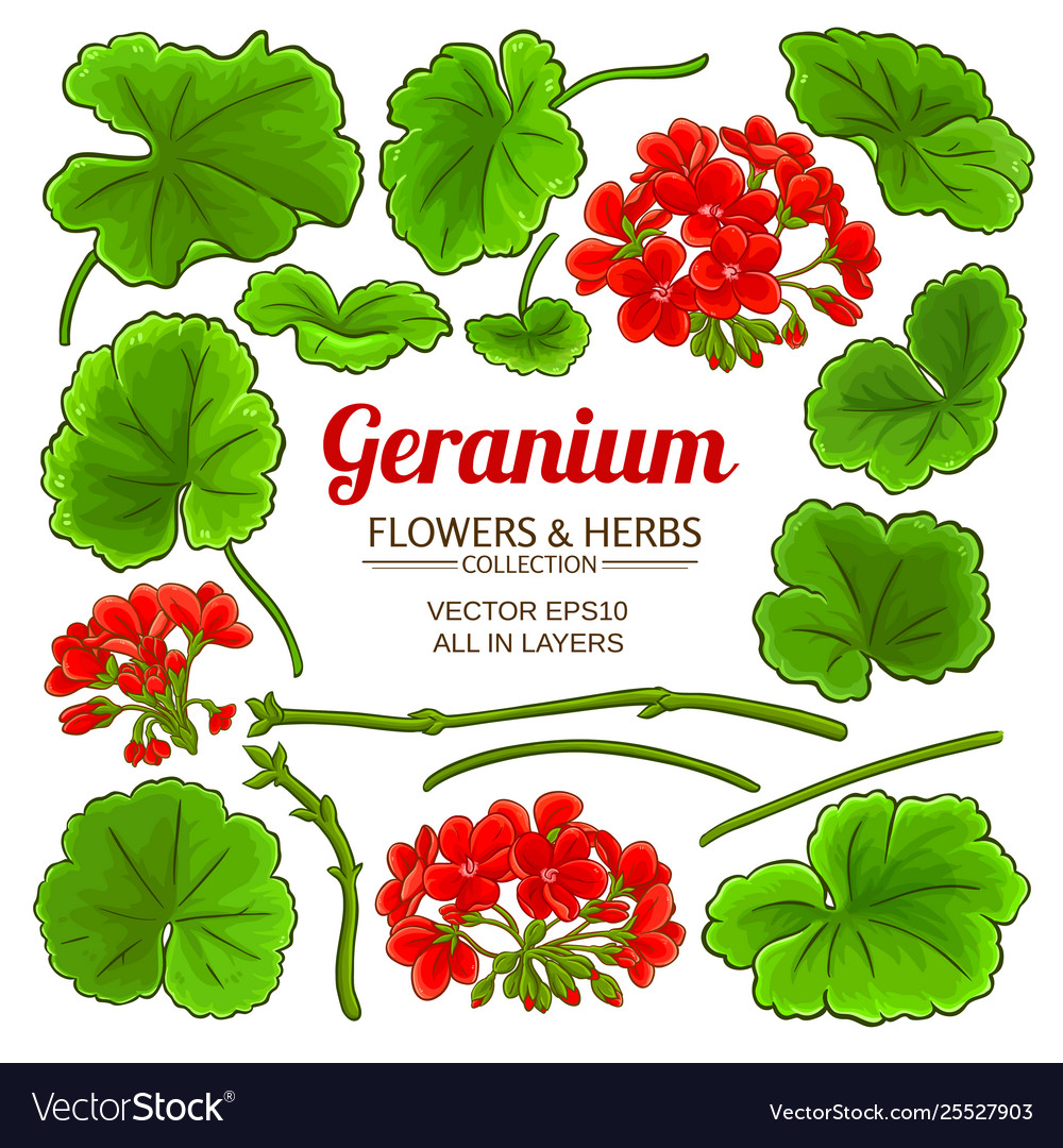 Geranium elements set Royalty Free Vector Image