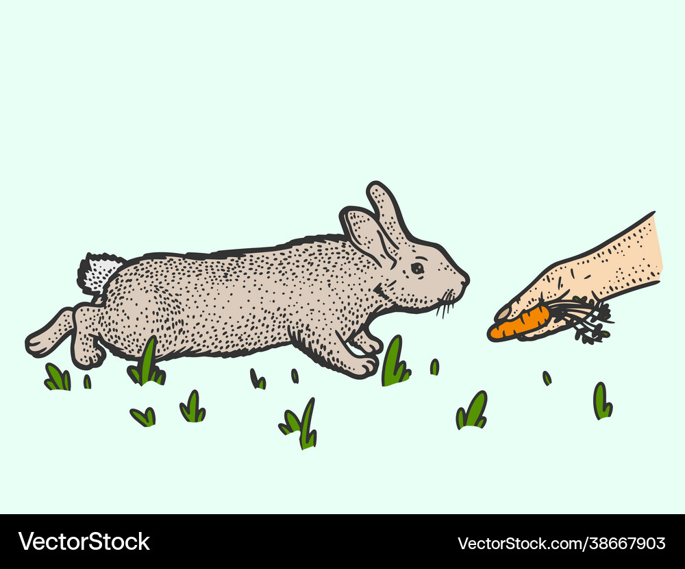 Man feeds rabbit with carrot color sketch scratch Vector Image
