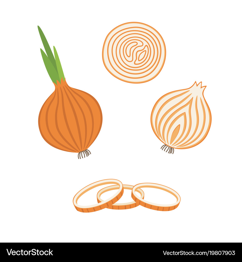 Whole bulb onion half and rings Royalty Free Vector Image