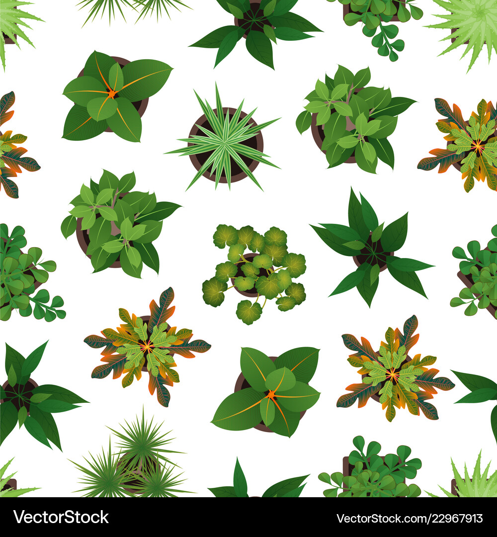 Detailed Green Plant Top View Royalty Free Vector Image