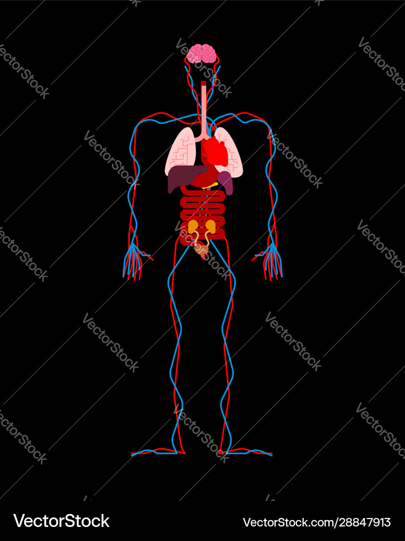 Human anatomy organs internal systems man body Vector Image
