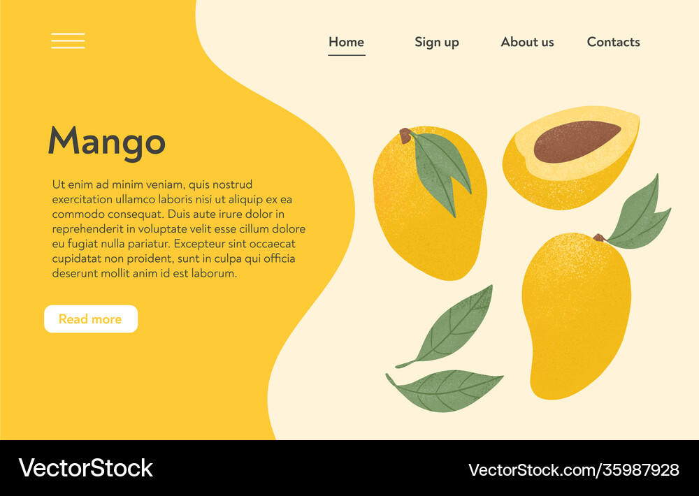 Ripe mango whole and half sliced sweet Royalty Free Vector