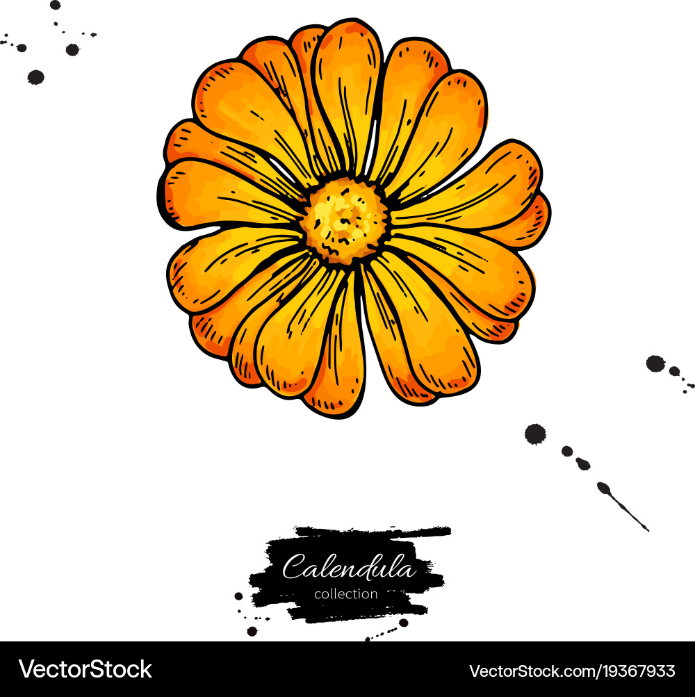 Calendula drawing isolated medical flower Vector Image