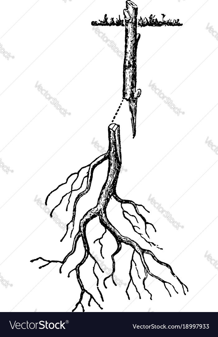 Root grafting of woody plant vintage Royalty Free Vector Root grafting of woody plant vintage Royalty Free Vector