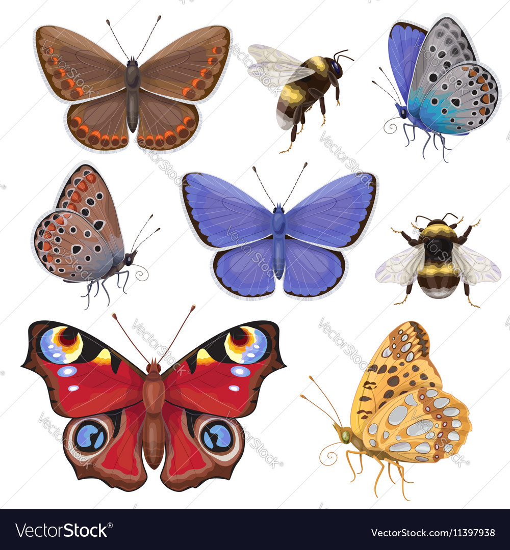 Insects Royalty Free Vector Image - VectorStock