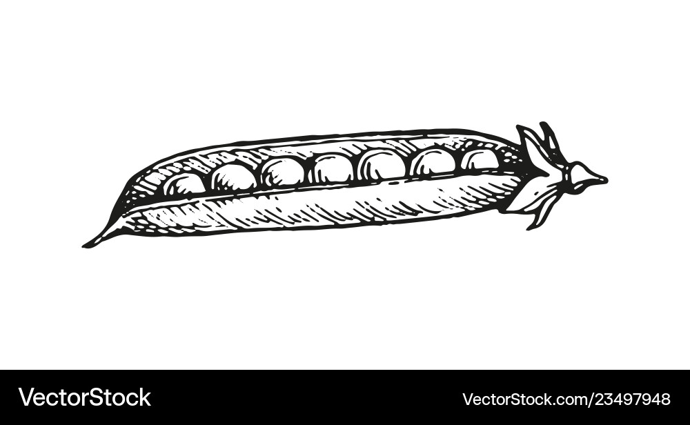 Ink sketch of pea Royalty Free Vector Image - VectorStock