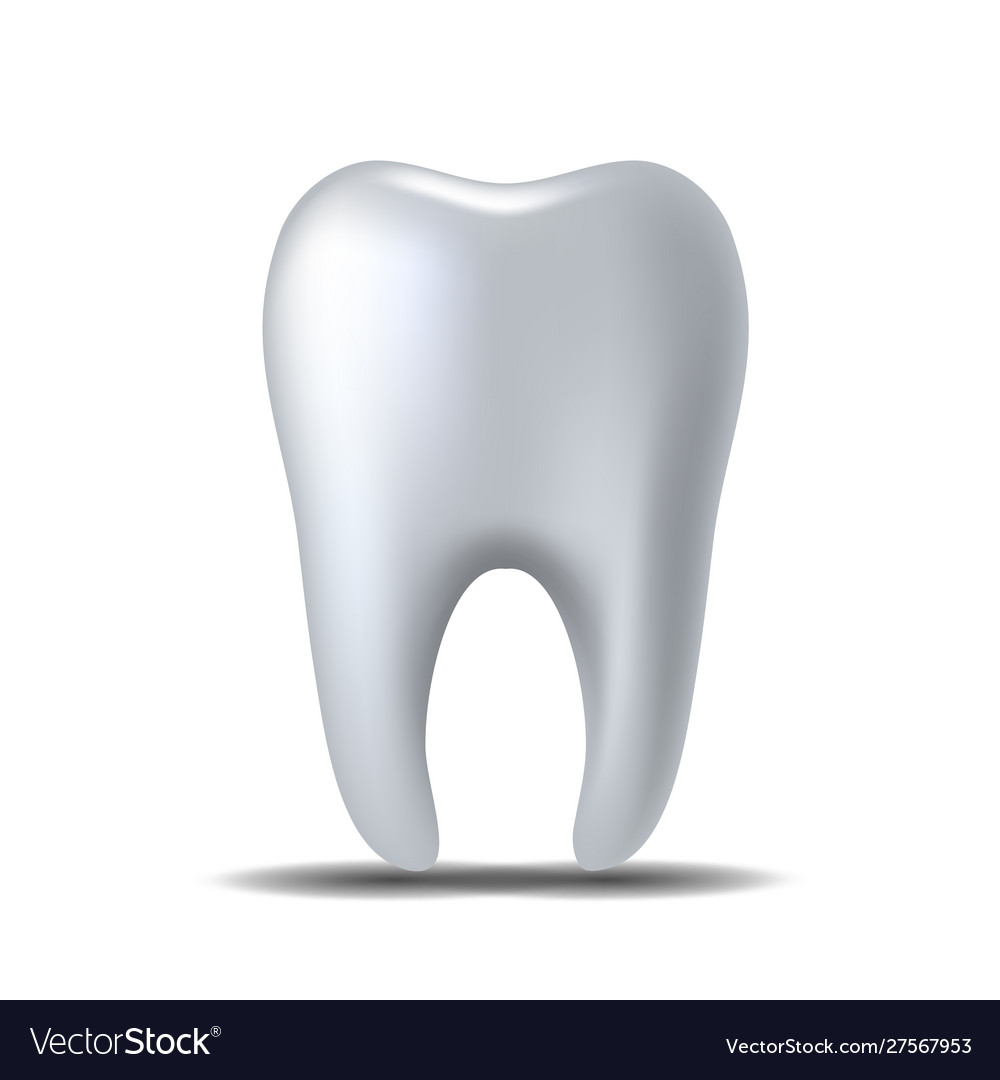 Realistic white tooth isolated on background Vector Image