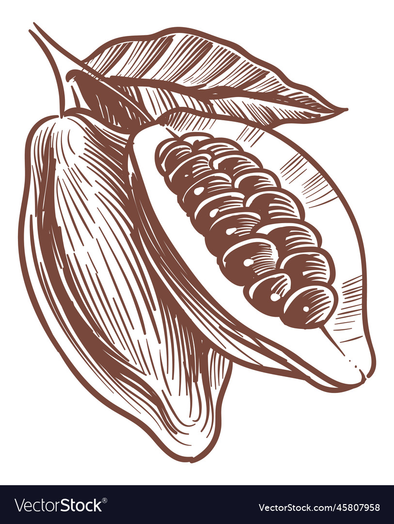 Whole And Cutted Cocoa Pod Engraving Bean Vector Image