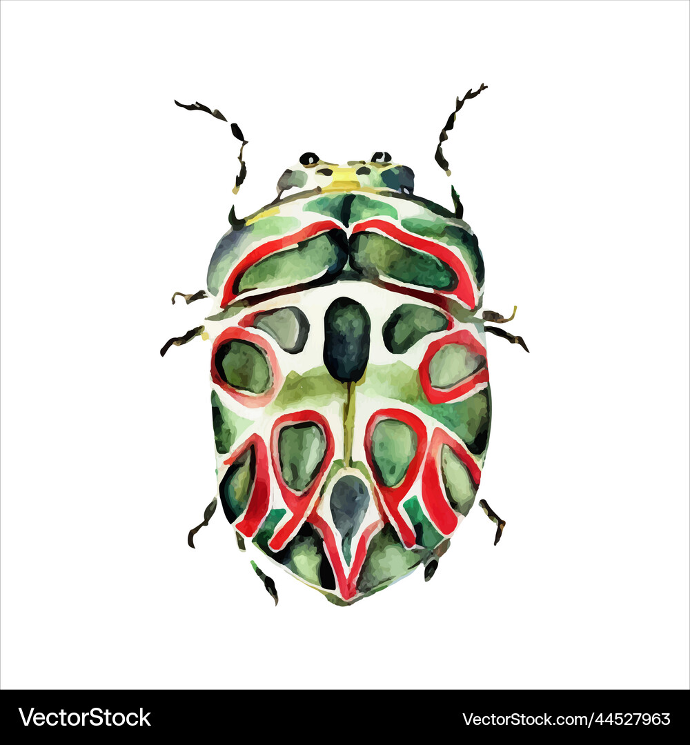 Green watercolor beetle Royalty Free Vector Image
