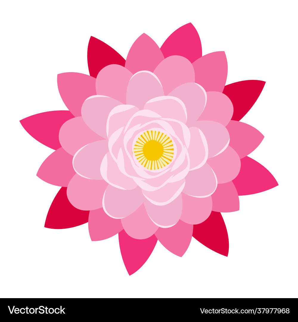 Pink lotus flower view from above Royalty Free Vector Image