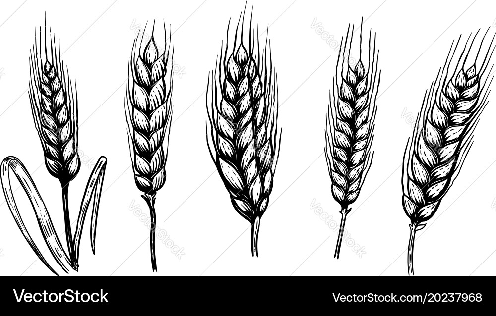 Set of hand drawn wheat isolated on white Vector Image