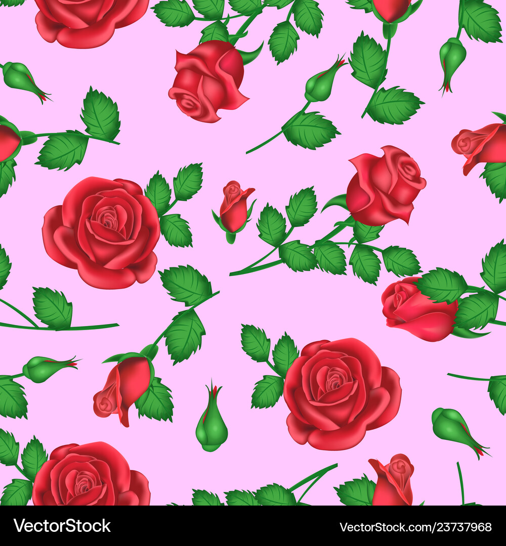 Valentines day background with roses pink Vector Image