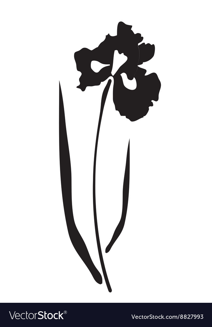 Iris Royalty Free Vector Image - VectorStock