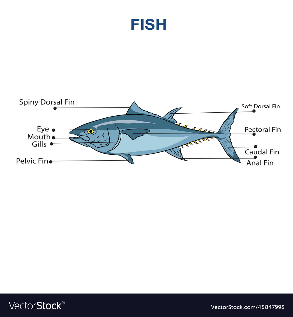 Fish Royalty Free Vector Image - VectorStock