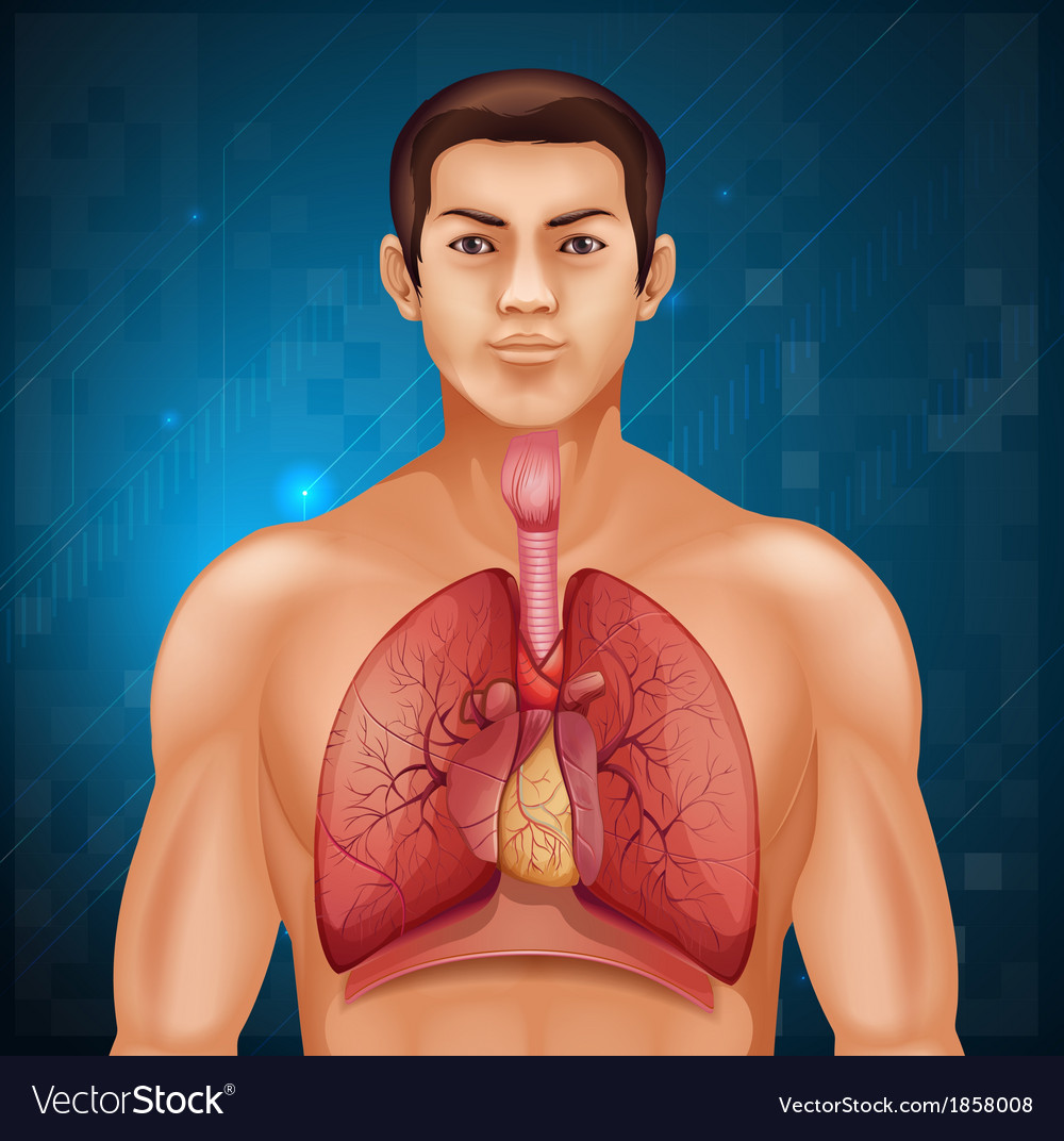 Human respiratory system Royalty Free Vector Image Human respiratory system Royalty Free Vector Image