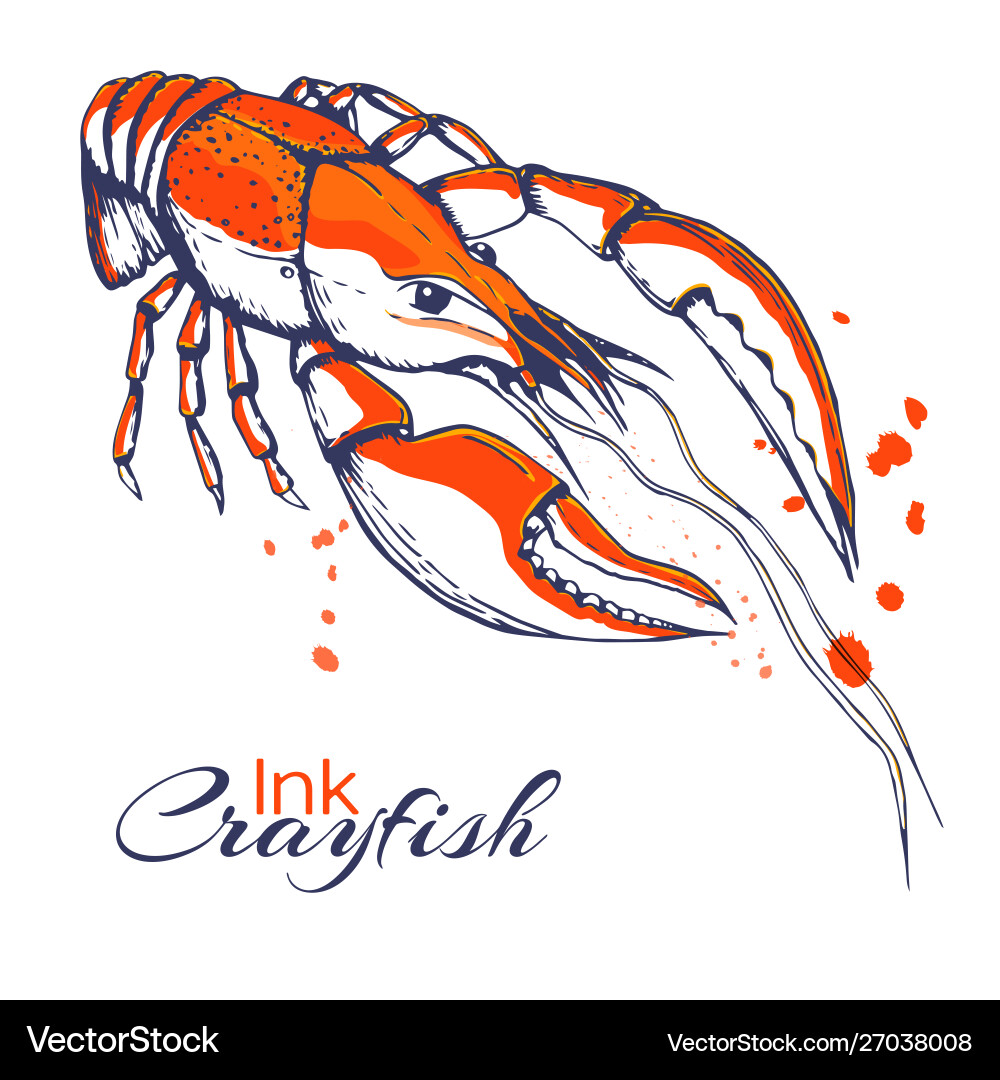 Ink hand drawn crayfish concept for decoration or Vector Image