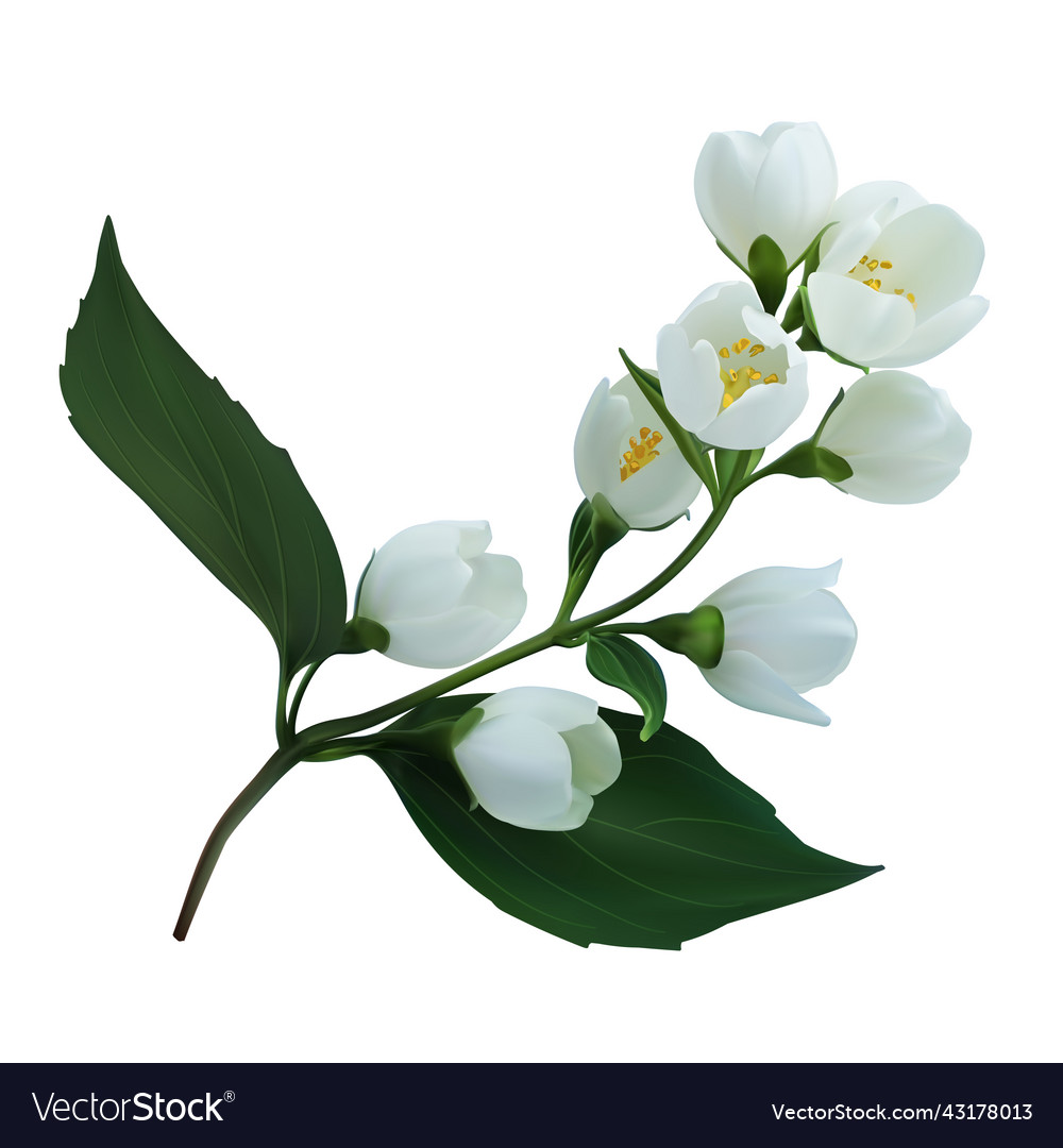 Blooming branch jasmine flowers Royalty Free Vector Image Blooming branch jasmine flowers Royalty Free Vector Image