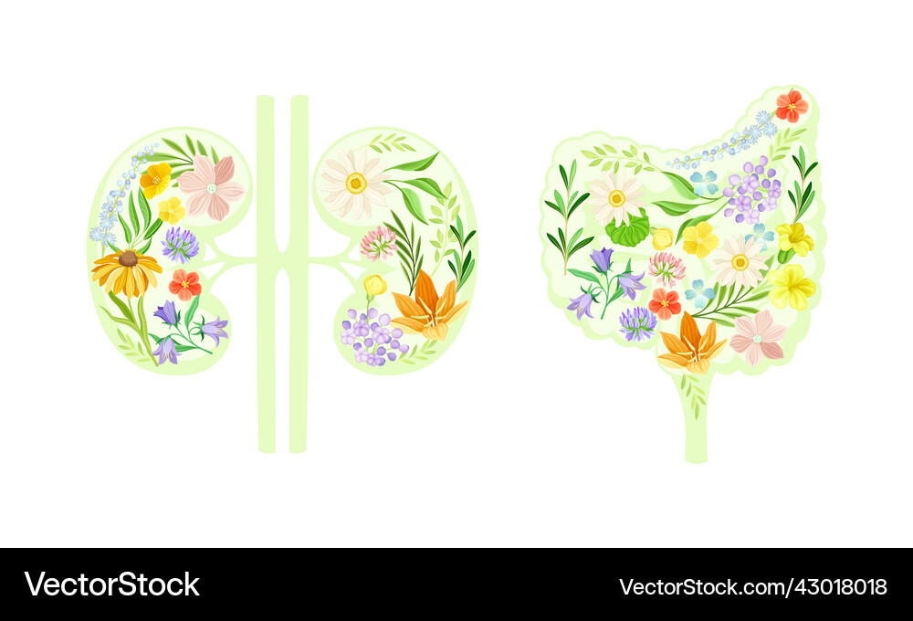 Kidneys and colon large intestine made Royalty Free Vector