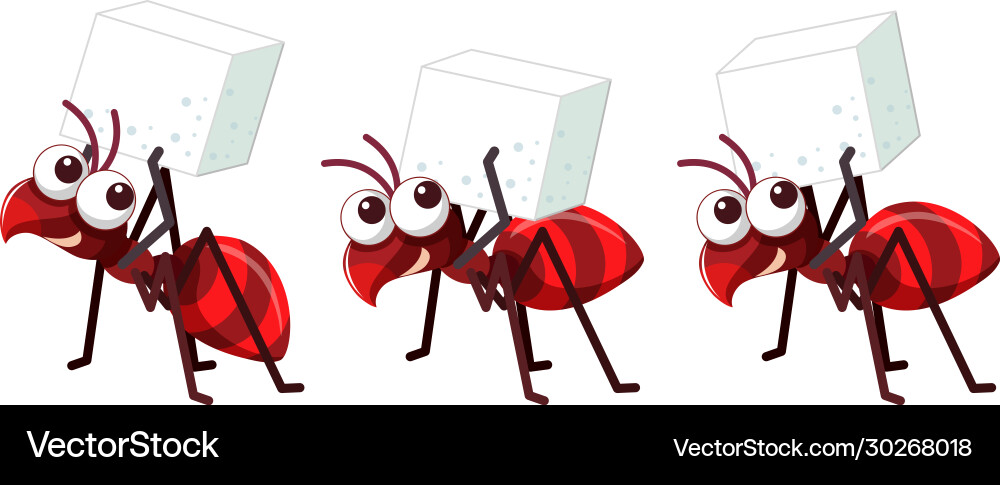 Three red ants with sugar cube on white background