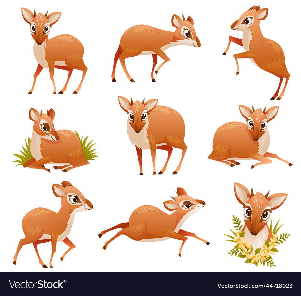Brown dik-dik as african small antelope with horns