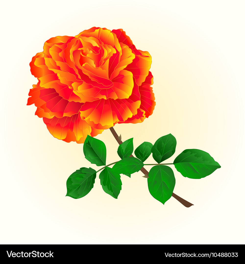 Rose orange isolated flower vintage Royalty Free Vector