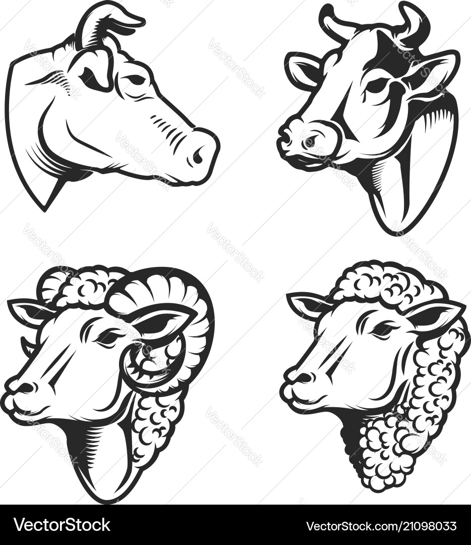 Set cow and sheep heads on white background Vector Image