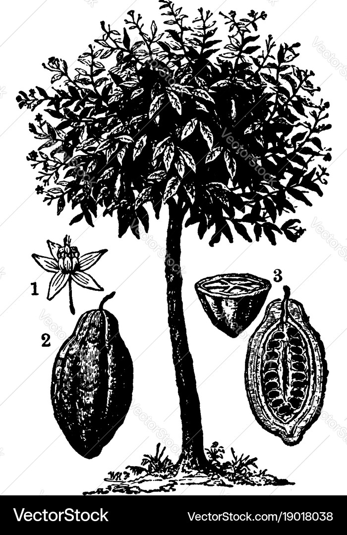 Cocoa plant vintage Royalty Free Vector Image - VectorStock