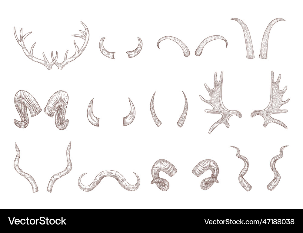 Horns of different animals engraved Royalty Free Vector