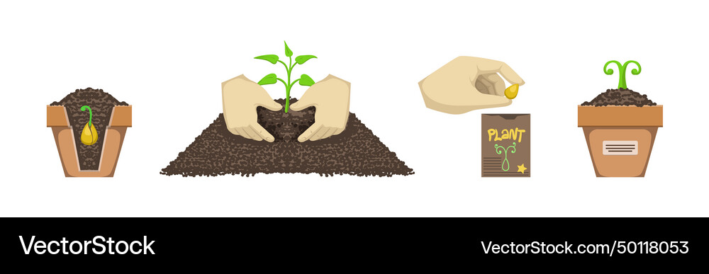 Plant growing and cultivation with seedling Vector Image