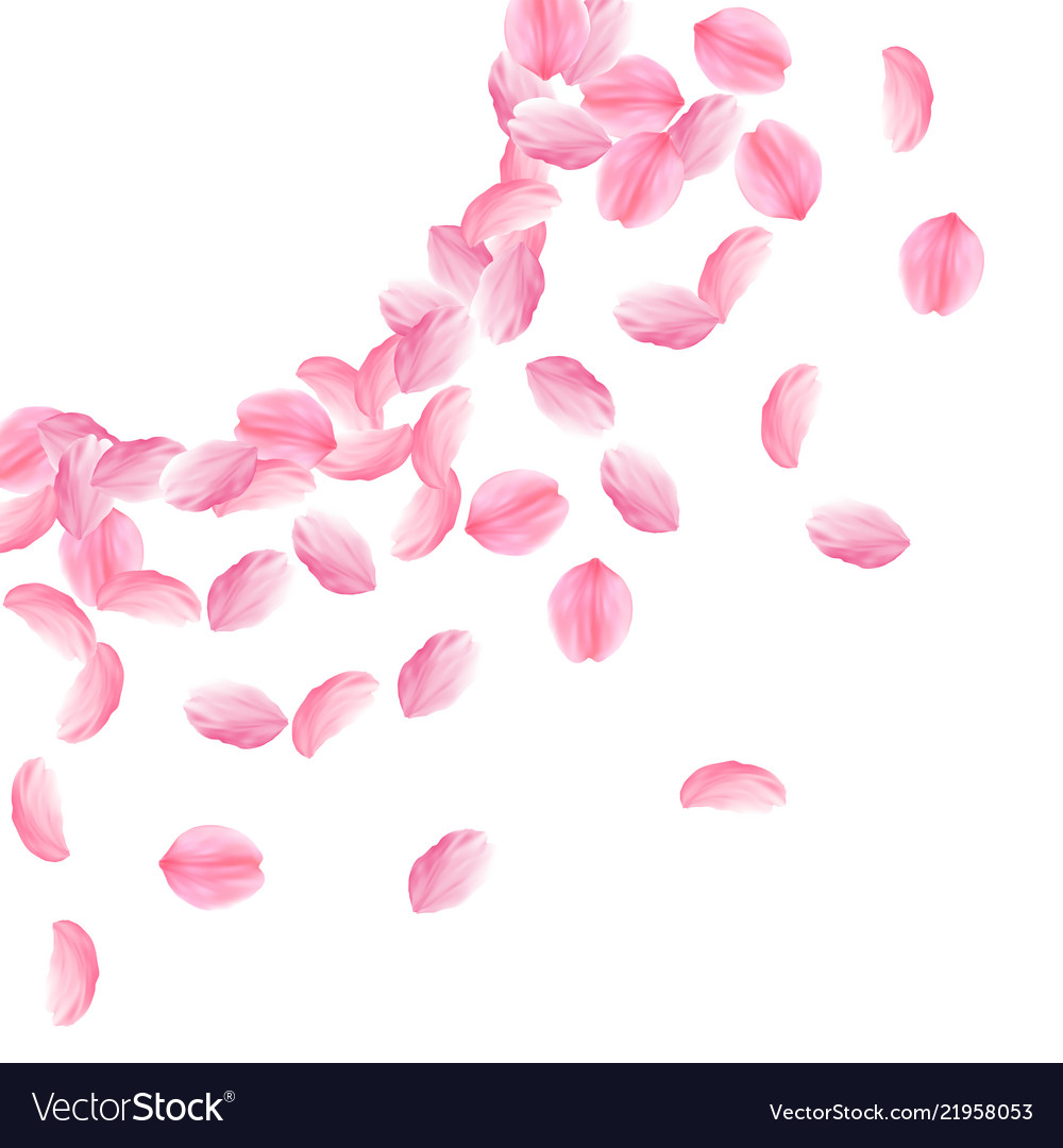 Sakura petals falling down Royalty Free Vector Image