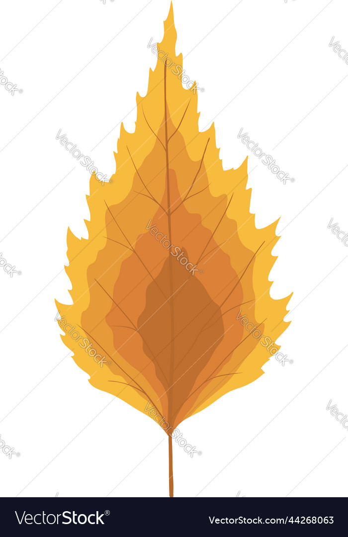 Birch tree leaf Royalty Free Vector Image - VectorStock