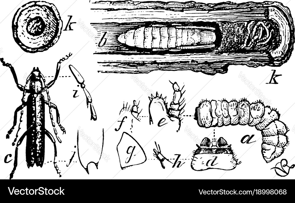 Long horned beetle vintage Royalty Free Vector Image