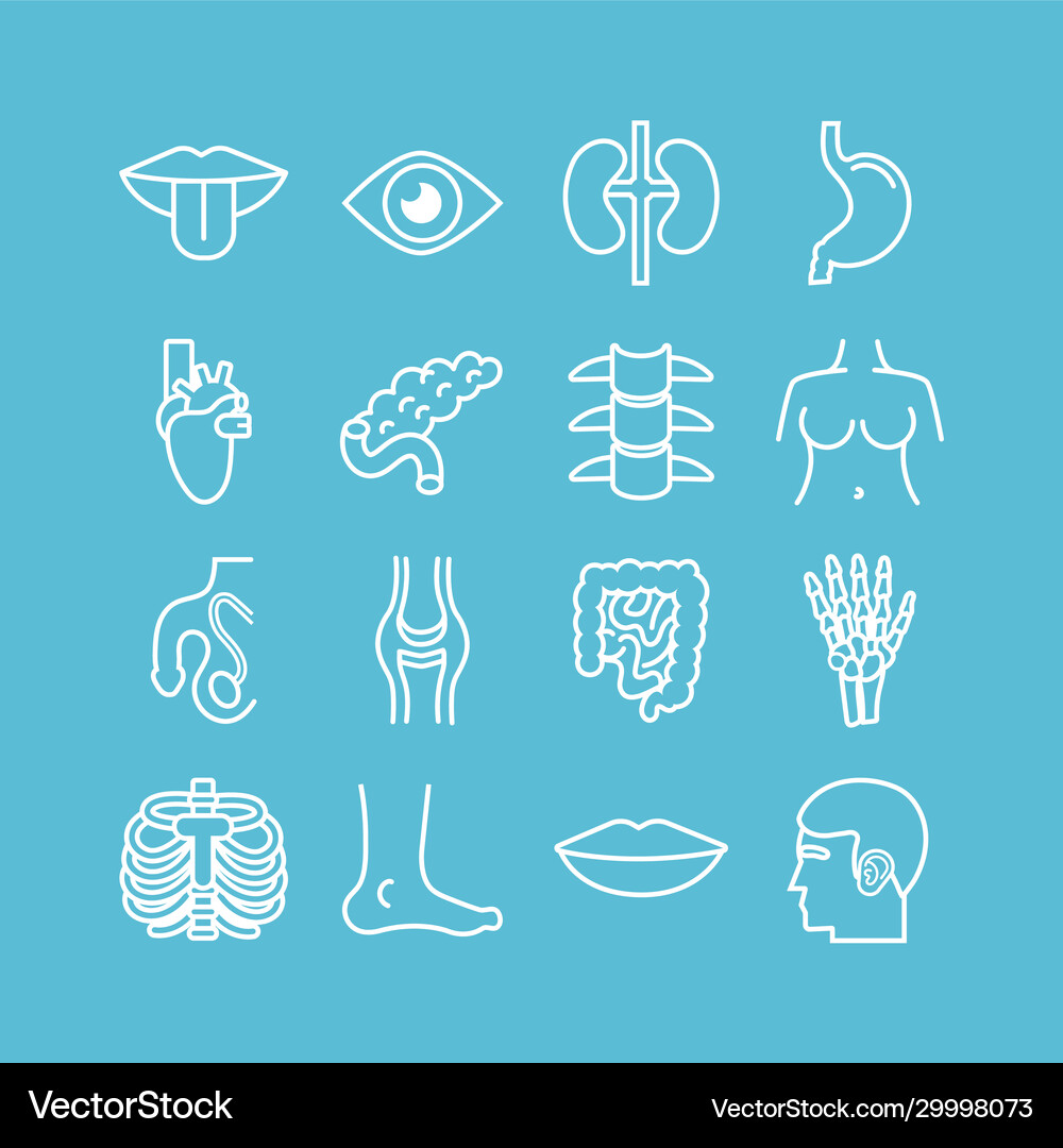 Bundle body parts and organs icons Royalty Free Vector Image