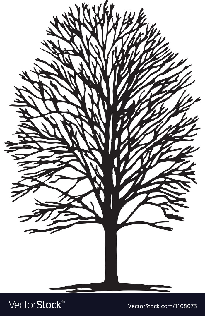 Tree Royalty Free Vector Image - VectorStock