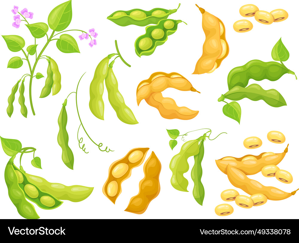 Raw soy bean soybean pod growing soybeans Vector Image