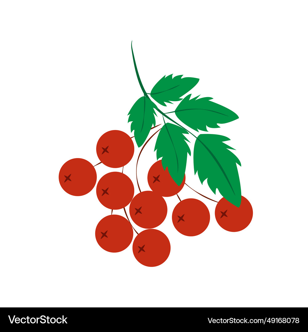 Rowan tree branch with leaves and berries Vector Image