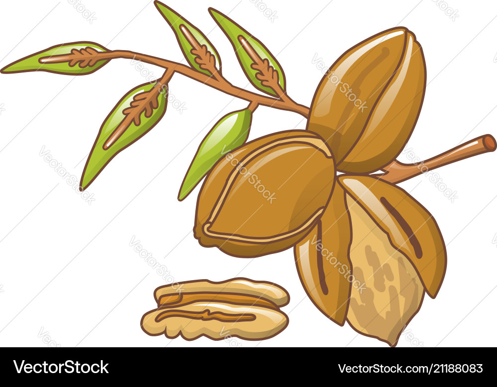 Pecan leaves icon cartoon style Royalty Free Vector Image