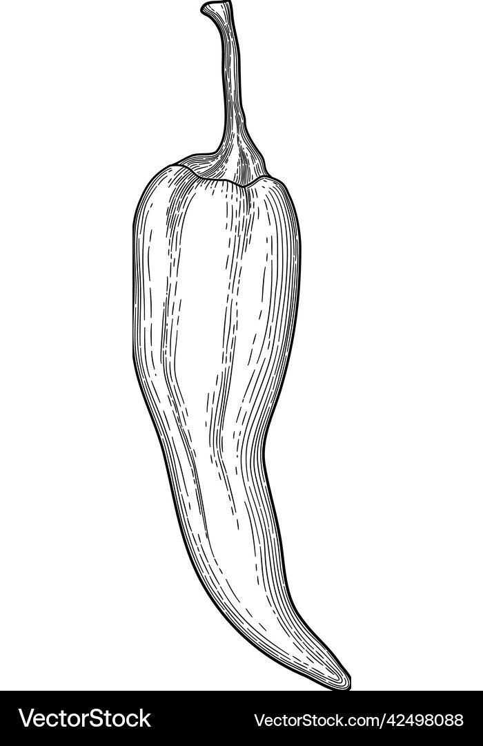 Eco pepper icon outline hand drawn red Royalty Free Vector