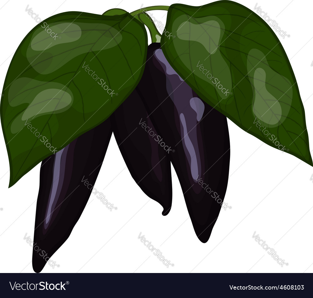 Pepper Royalty Free Vector Image - VectorStock