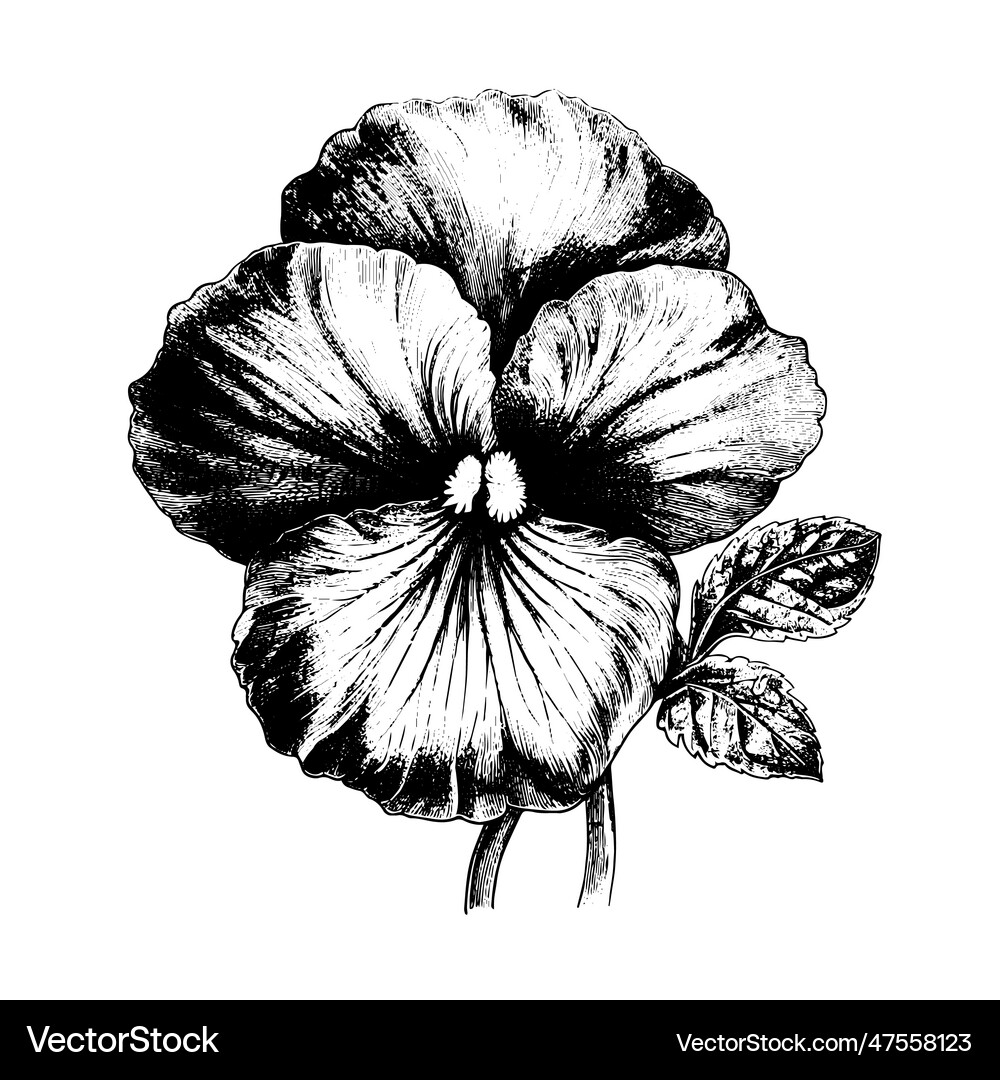 Pansy drawing isolated hand drawn engraved style Vector Image