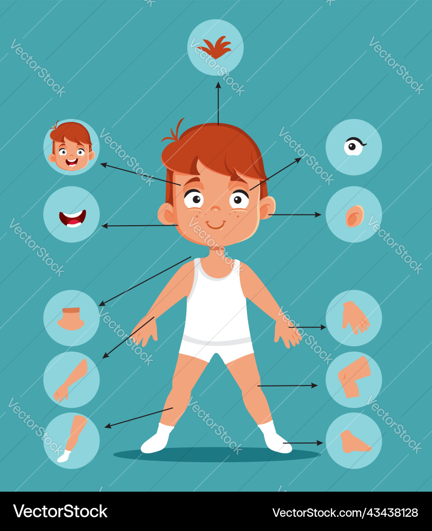 Anatomy infographic cartoon design Royalty Free Vector Image